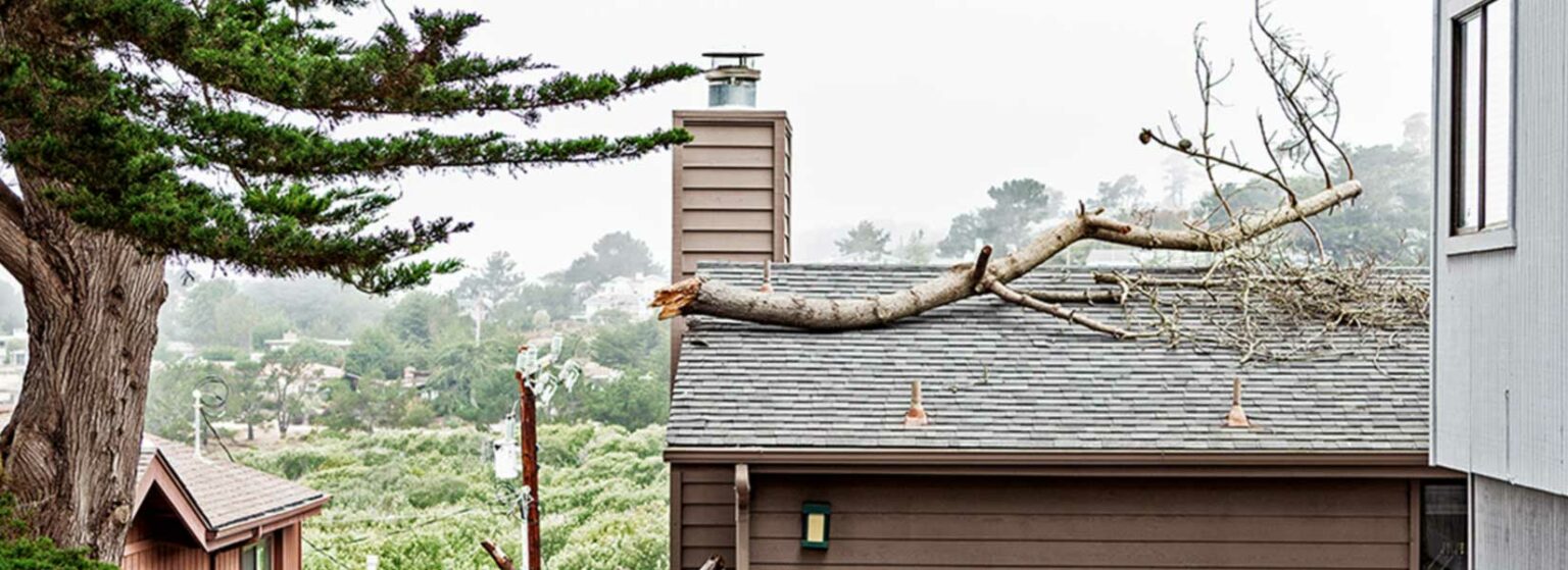 What To Do When A Tree Or Branch Falls On Your Roof | Lanier Roofing